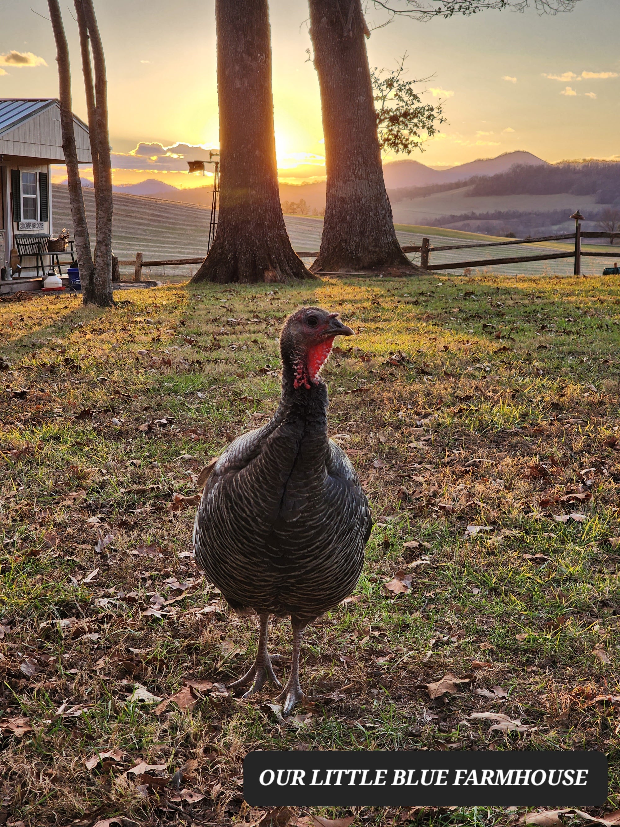 Our Little Blue Farmhouse, LLC